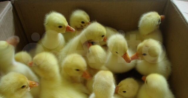 Гуси суточные