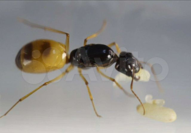 Матка camponotus turkestanus