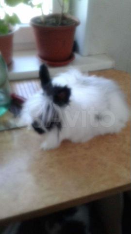 Пуховой кролик