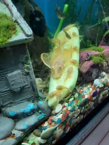 Анцитрус альбинос золотистый желтый