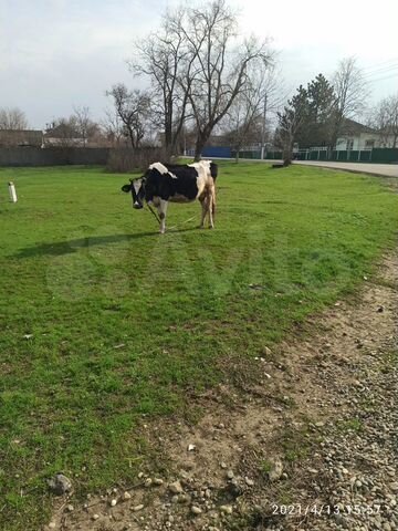 Корова дойная