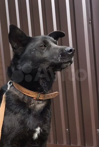 Муха - собака в добрые руки