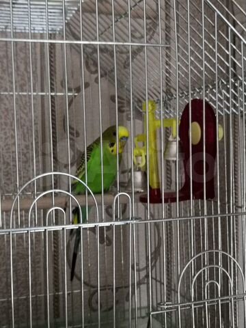 Волнистый попугай с клеткой