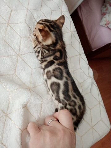 Бенгальские котята