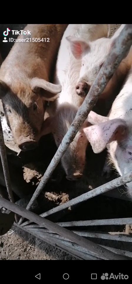 Свиньи живым весом