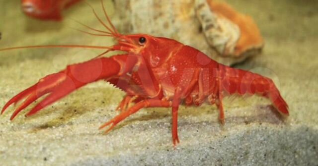 Флоридский рак