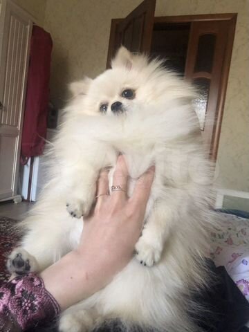 Померанский шпиц мини на вязку