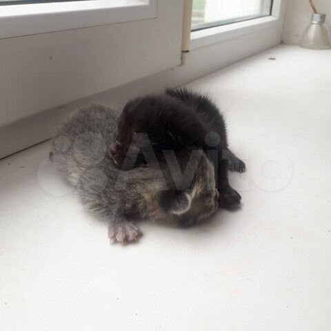 Продам котят