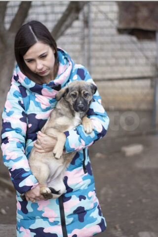 Ищет дом щенок не крупной Собачки Тори