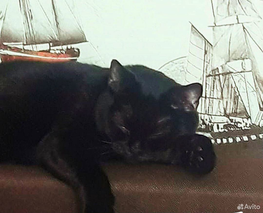 Кошка британка