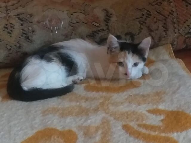 Котенок девочка Ника