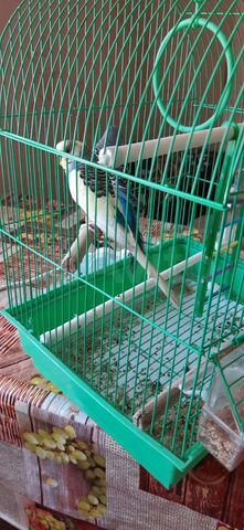 Попугай и клетка