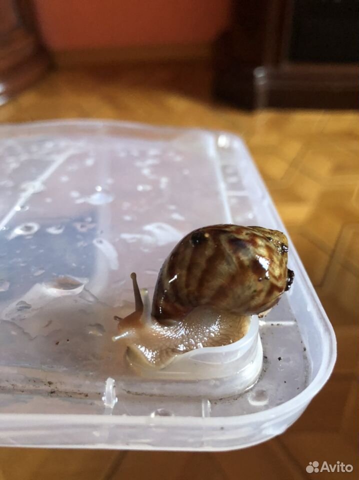 Улитка Ахатина