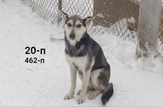 Собачки ищут дом и семью)