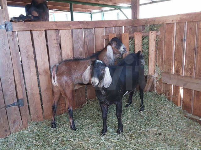 Продаются нубийские 100 козлы