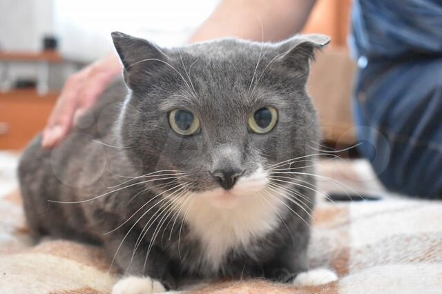 Кошка Дымка ищет хозяина. Отдадим в хорошие руки