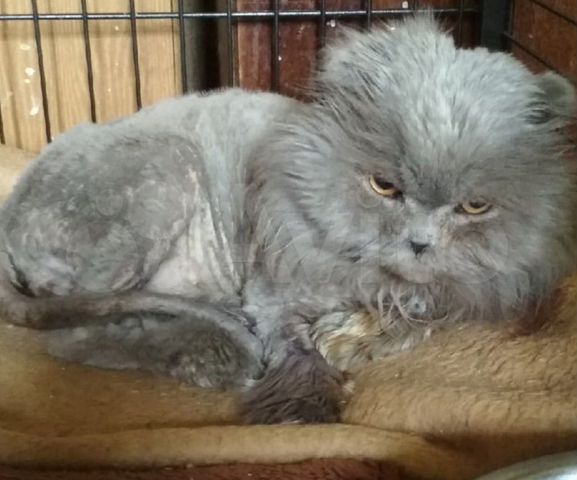 Кот метис экзота