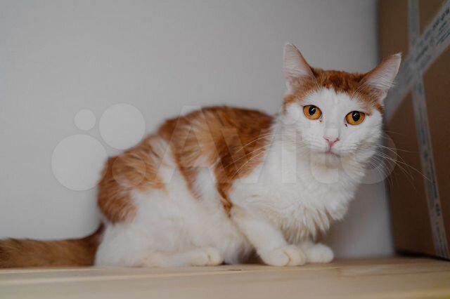 Котик Лари в добрые руки