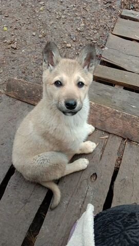 Просто красотка метиска лайки