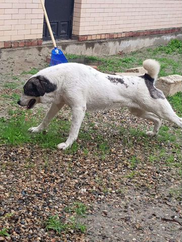 Алабай в добрые руки