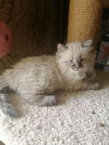 Невскиая маскарадная девочка