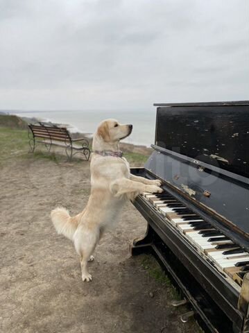 Голден ретривер