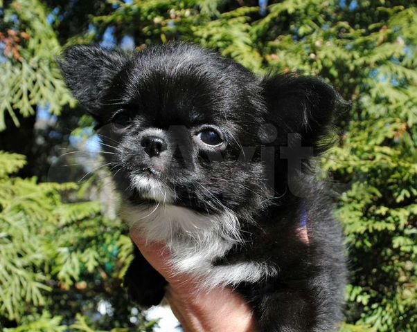 Нереальная красотка. Девочка чихуахуа