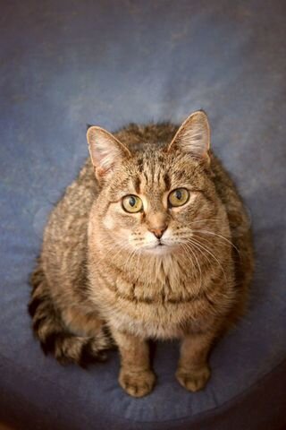 Кошечка ласковая и воспитанная