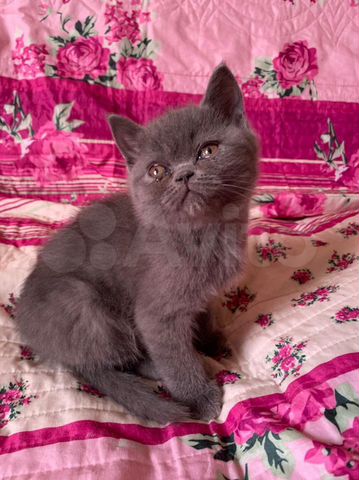 Малышка от родителей персов