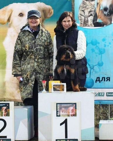 Тибетский мастиф, лучшая бэби сука