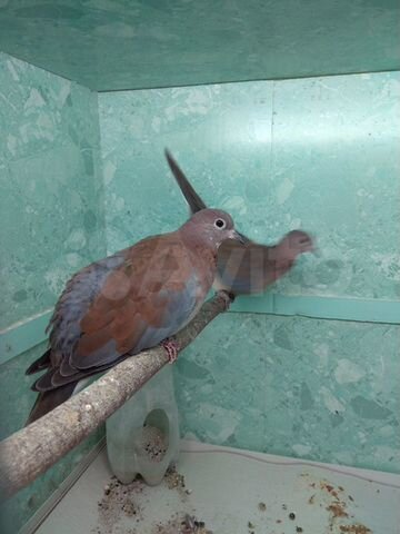 Сенегальские горлицы, пара