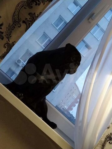 Мопс ищет невесту, Вязка