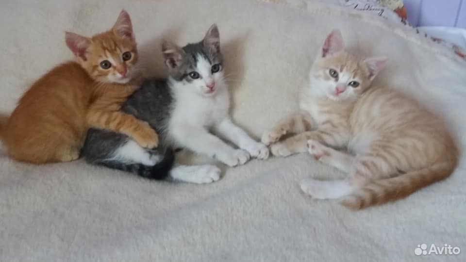 Отдам дымчатого котенка