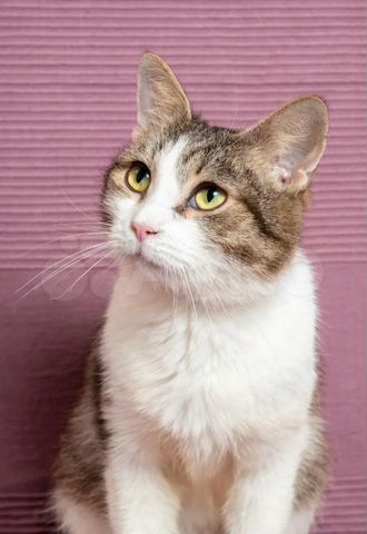 Молодой Иннокентий в дар