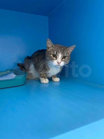 Стерелизованная очень ласковая кошечка в дар