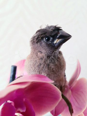 Чубася 3-й) Птенец японской амадины. Самец