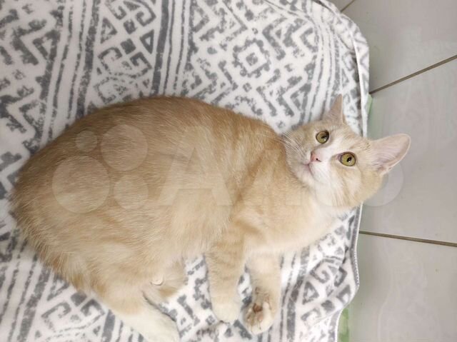 Котенок, мальчик,9 мес