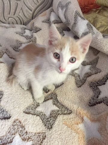 Котята в добрые руки (Курильский бобтейл)