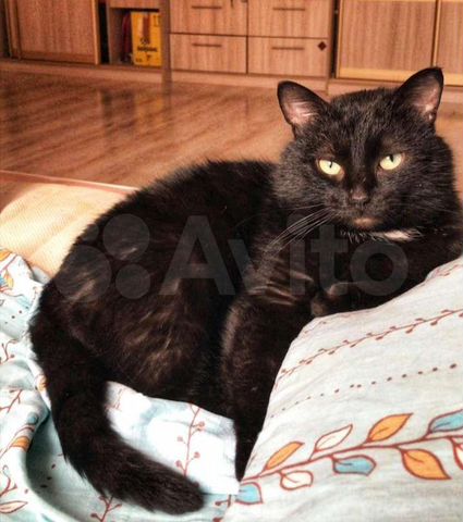 Шикарный котэ ищет дом или передержку