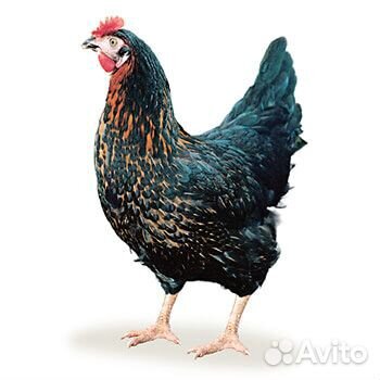 Инкубационное яйцо несушки Харко (Венгрия)