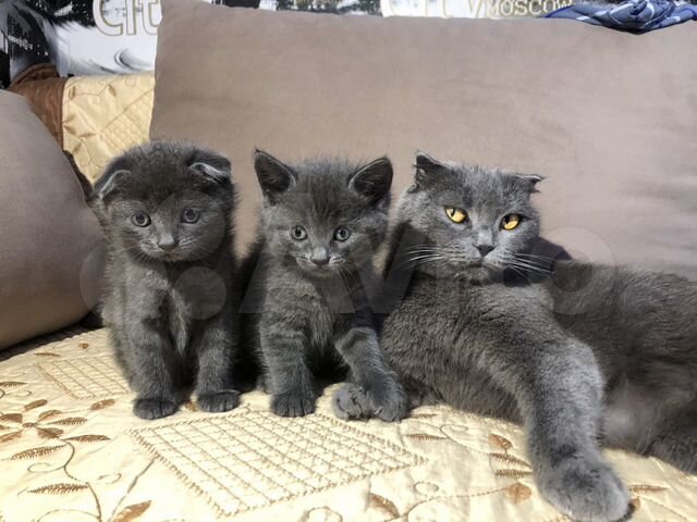 Шотландские котята