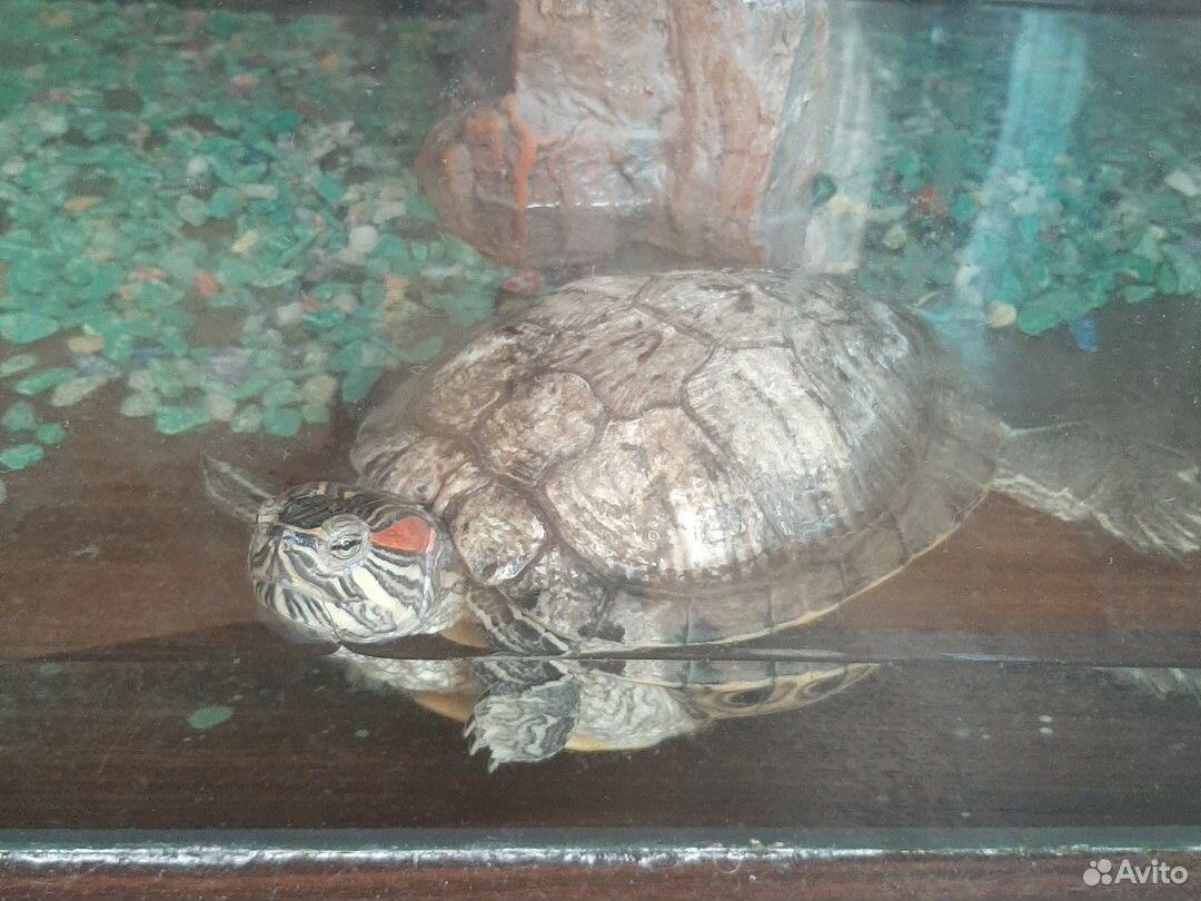 Черепаха
