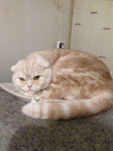Кот вислоухий шотландец 5 лет