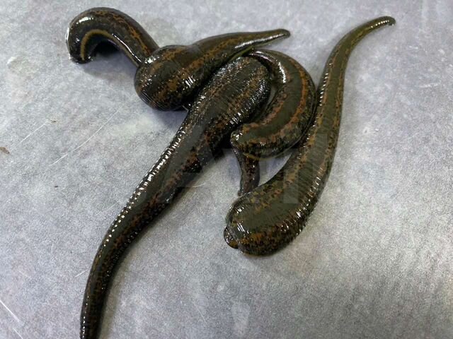 Продам пиявки