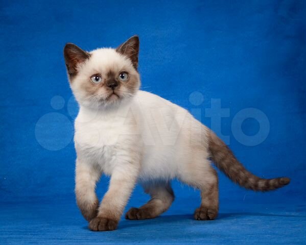 Шотландский котенок Гав