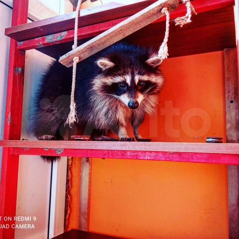 Енот полоскун