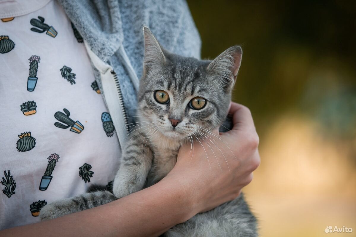 Кошечка Мэрри
