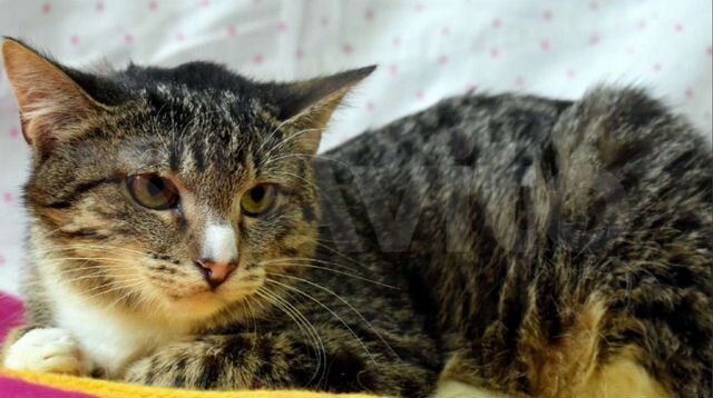 Мальчик Платон - тигрового окраса, 8 месяцев