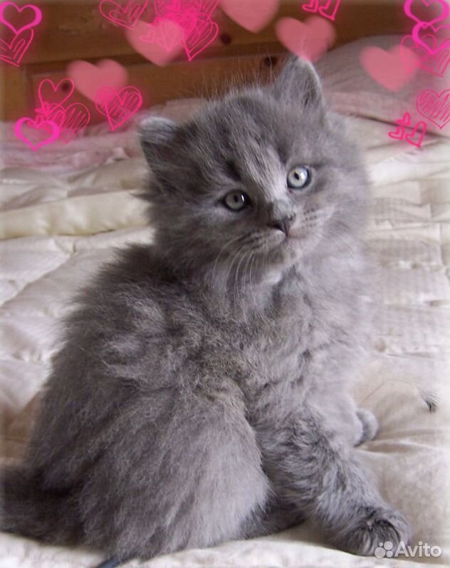 Котёнок девочки Сибирская