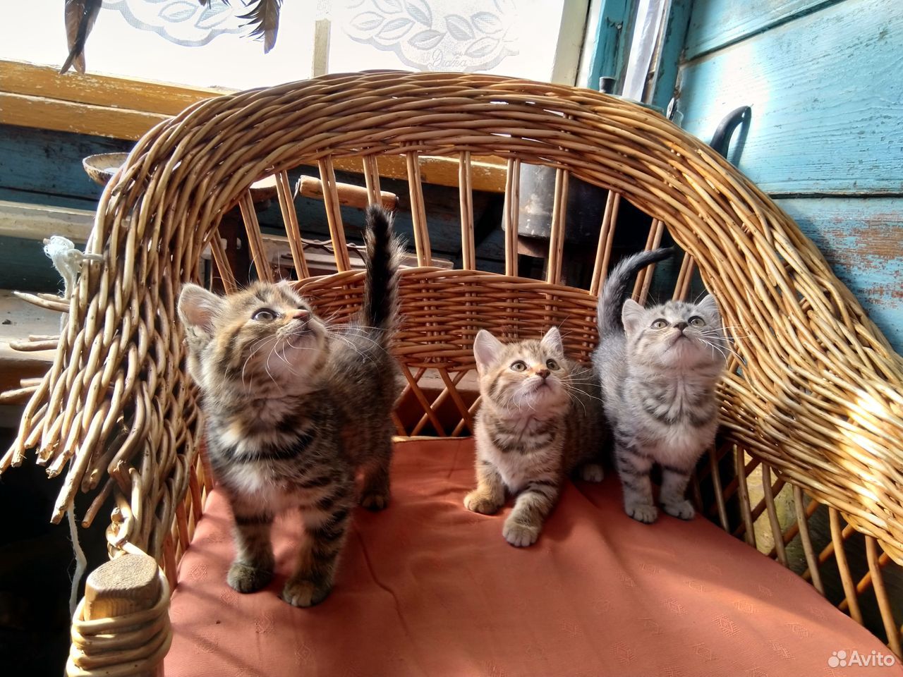 Котята полосатики (вискас и лесного окраса), 2 мес